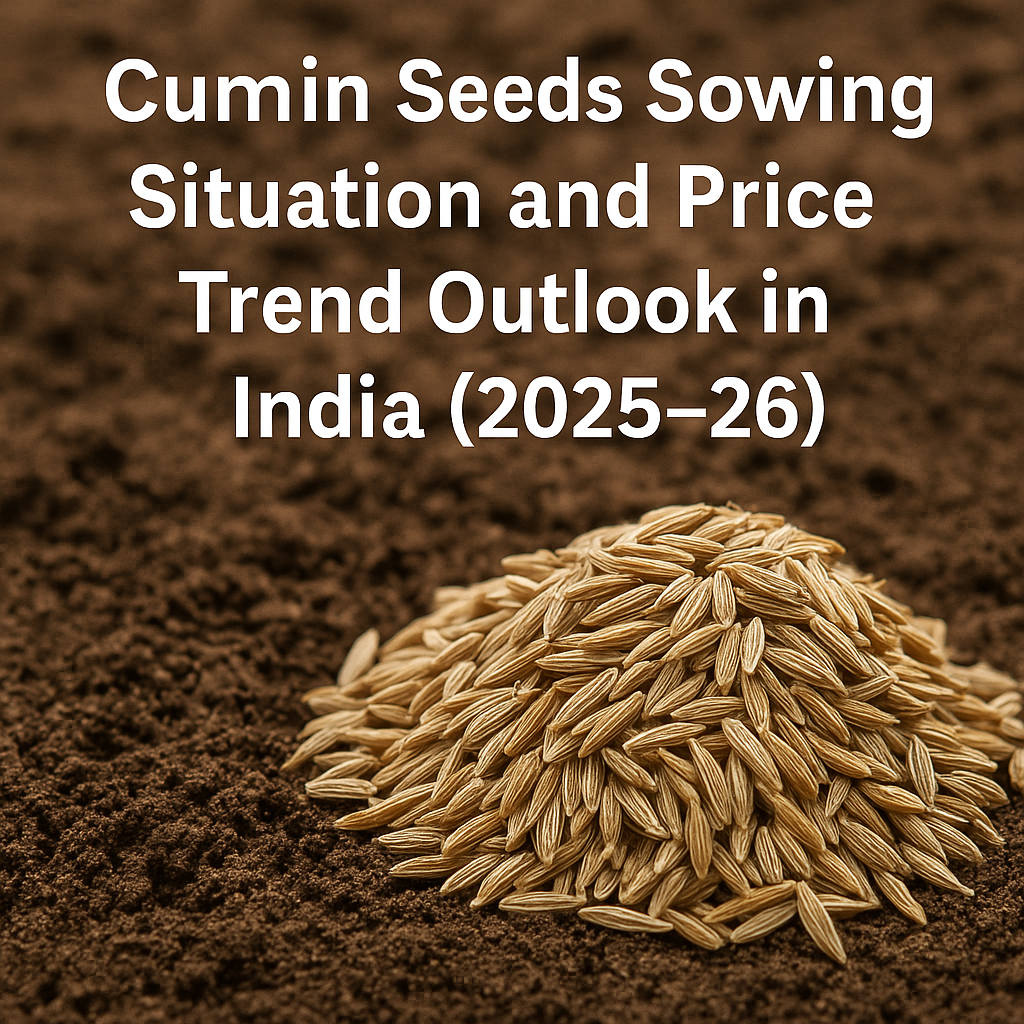 Cumin Seeds Sowing Situation and Price Trend Outlook in India (2025–26 ...